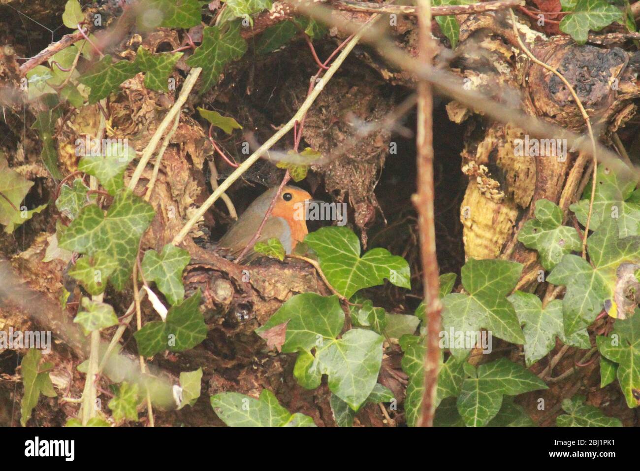 Robin red breast (Erithacus rubecula) sat in a tree trunk nest Stock ...