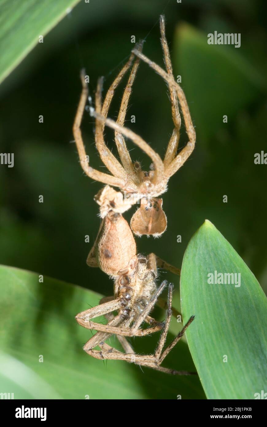 Exoskeleton spider hi-res stock photography and images - Alamy