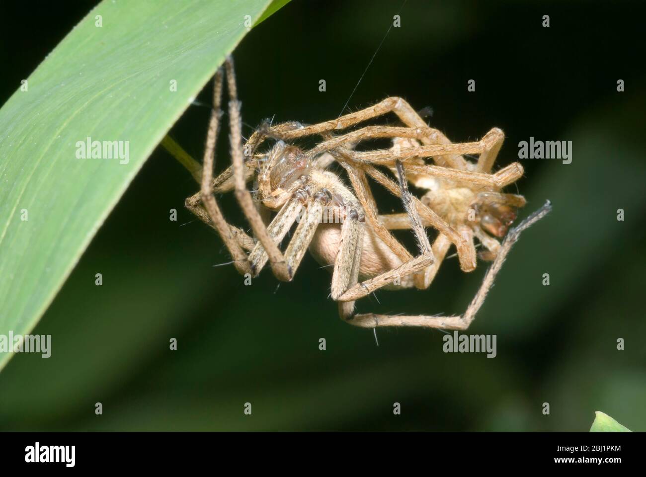 Exoskeleton spider hi-res stock photography and images - Alamy
