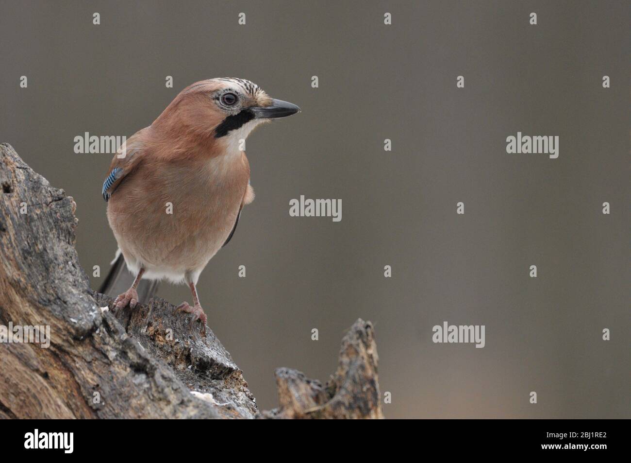 Eurasian jay garrulus glandarius portrait hi-res stock photography and ...