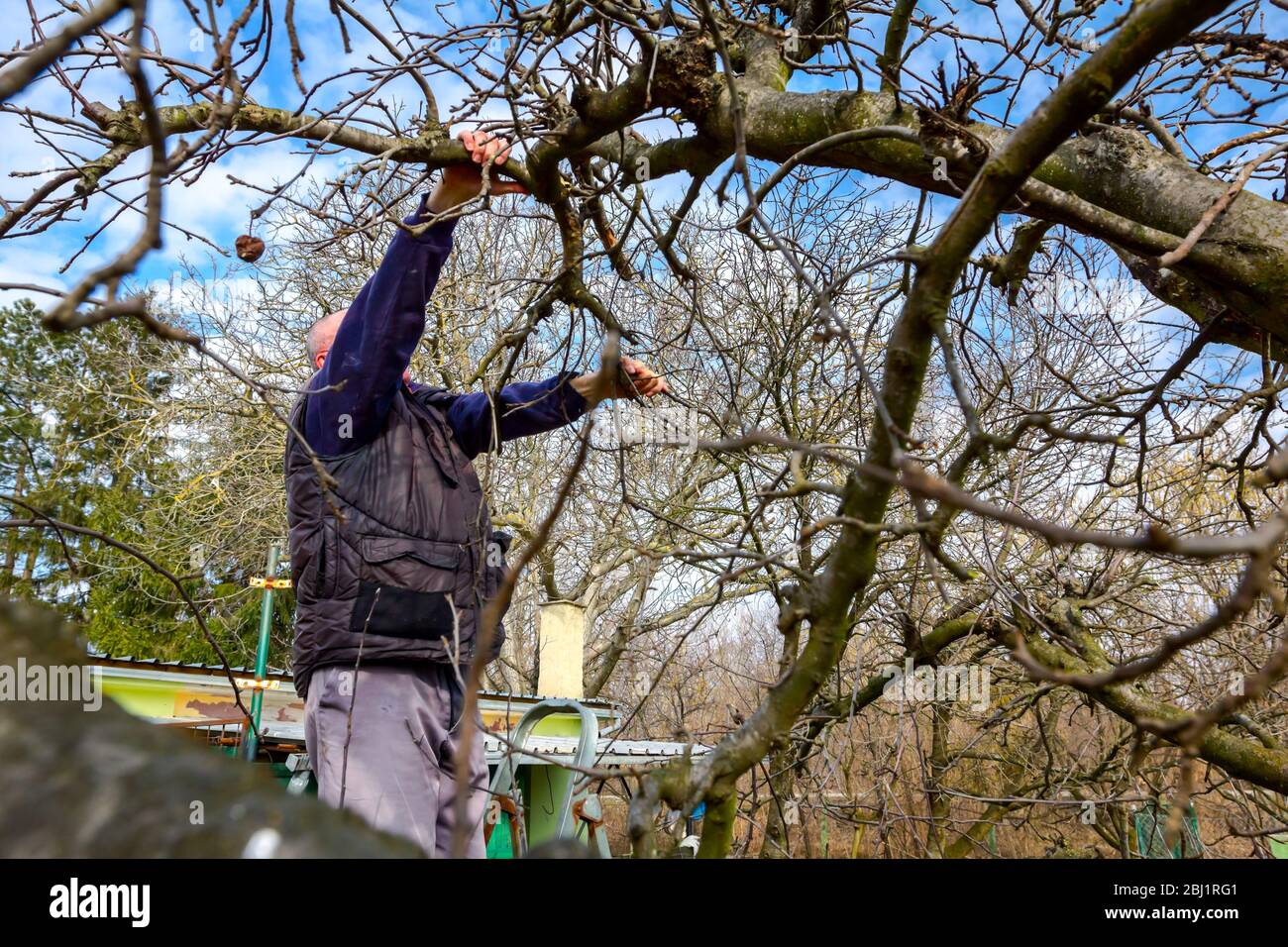 Cut up apple trees hi-res stock photography and images - Alamy