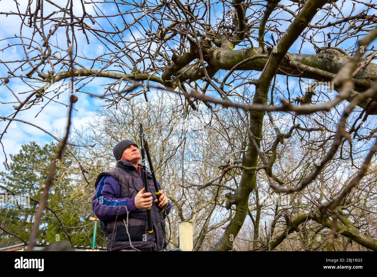 Elderly man, gardener is climbed up in treetop he pruning branches of ...