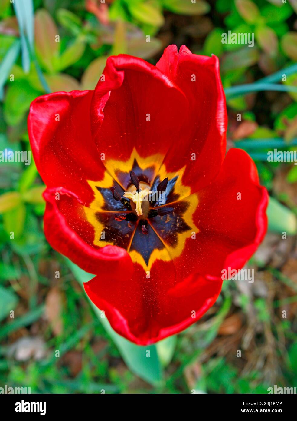 Tulip in spring Stock Photo - Alamy