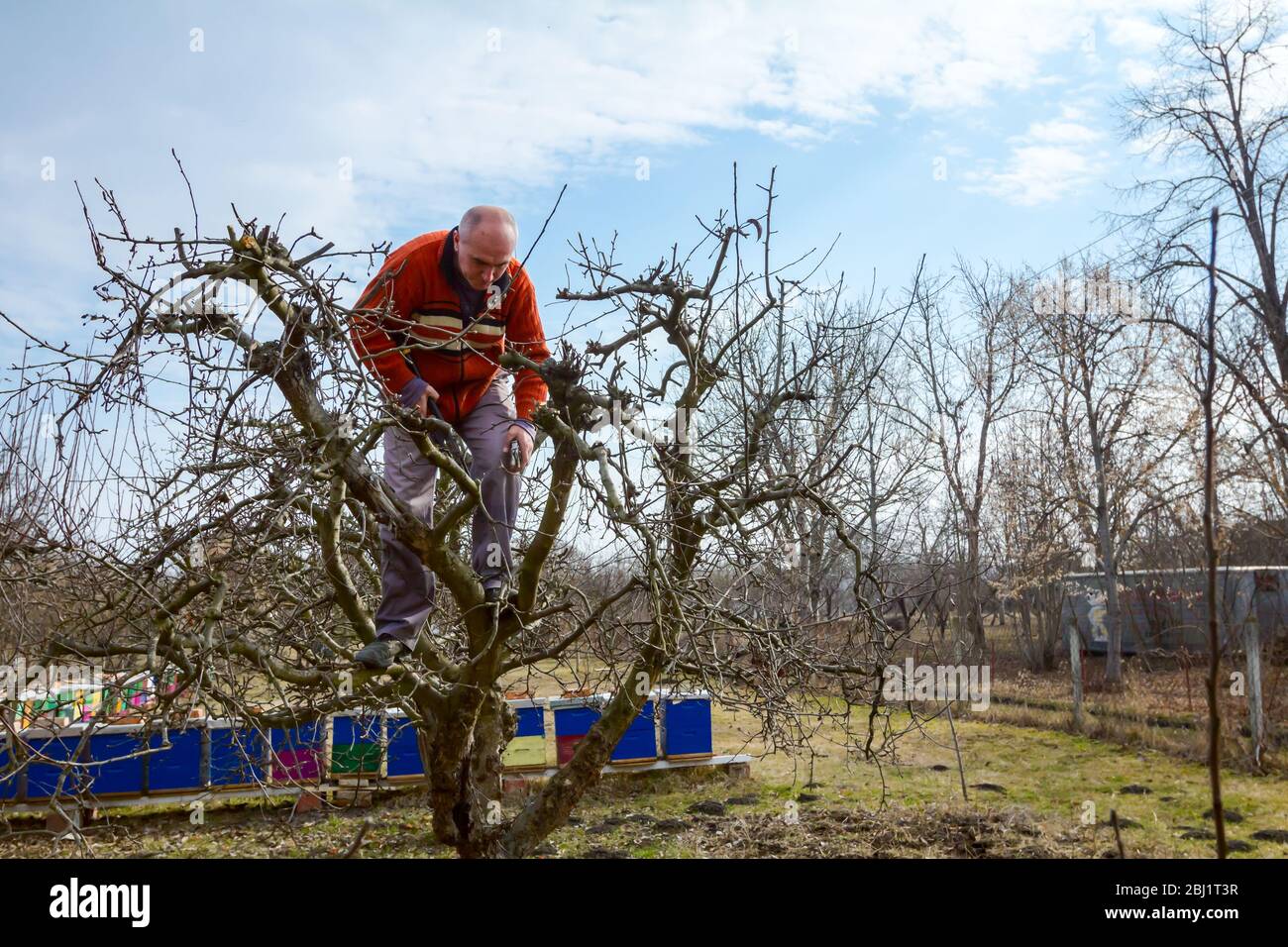 Elderly man, gardener is climbed up in treetop he pruning branches of ...