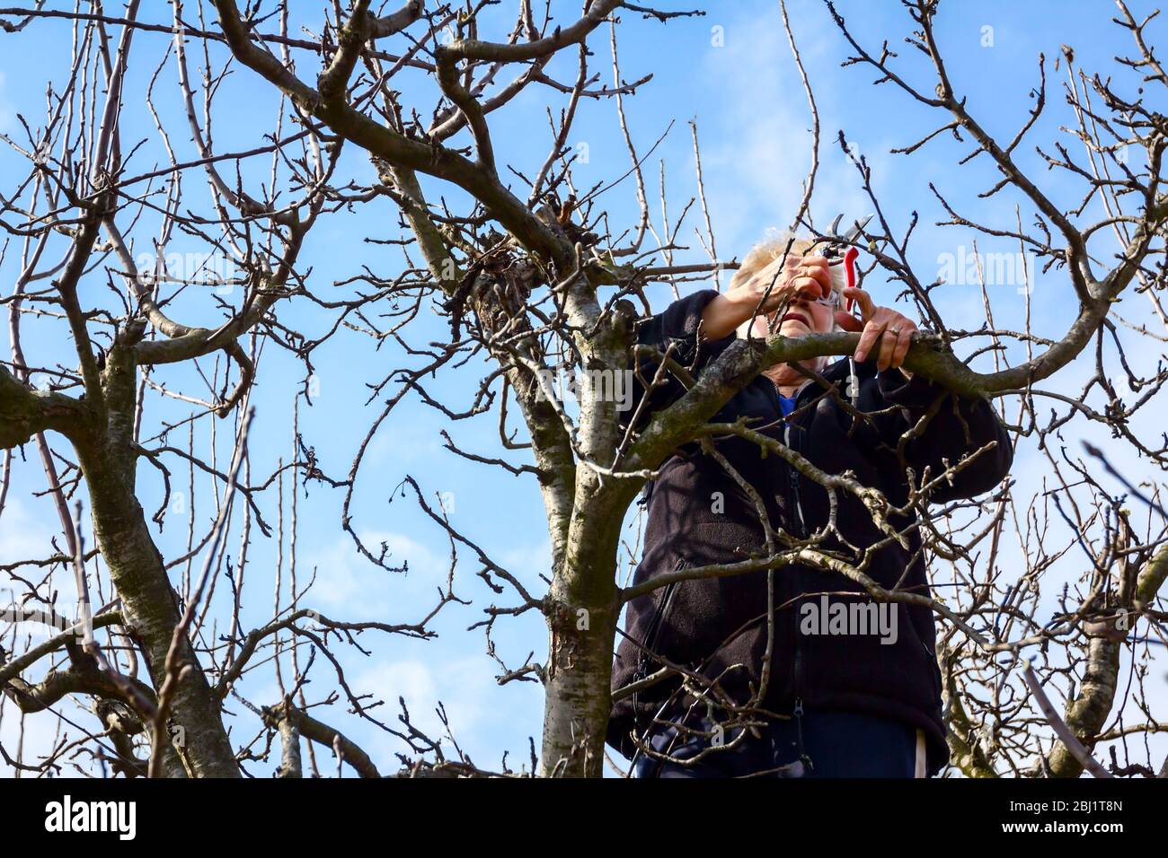 Elderly woman, gardener is climbed up in treetop she pruning branches ...