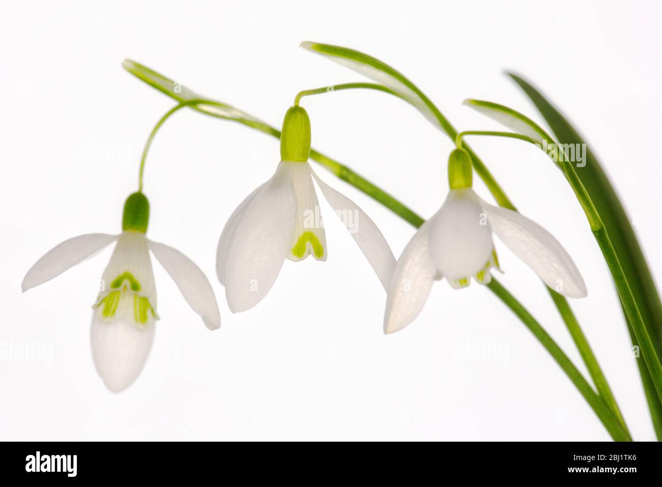 Snowdrop like flowers hi-res stock photography and images - Alamy