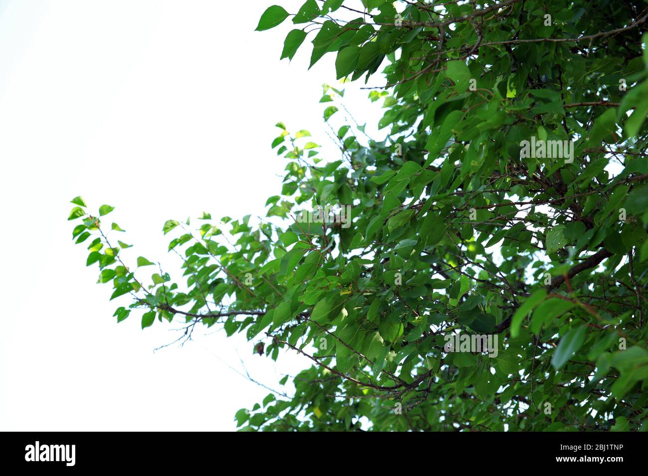 Beautiful green trees outdoors Stock Photo - Alamy