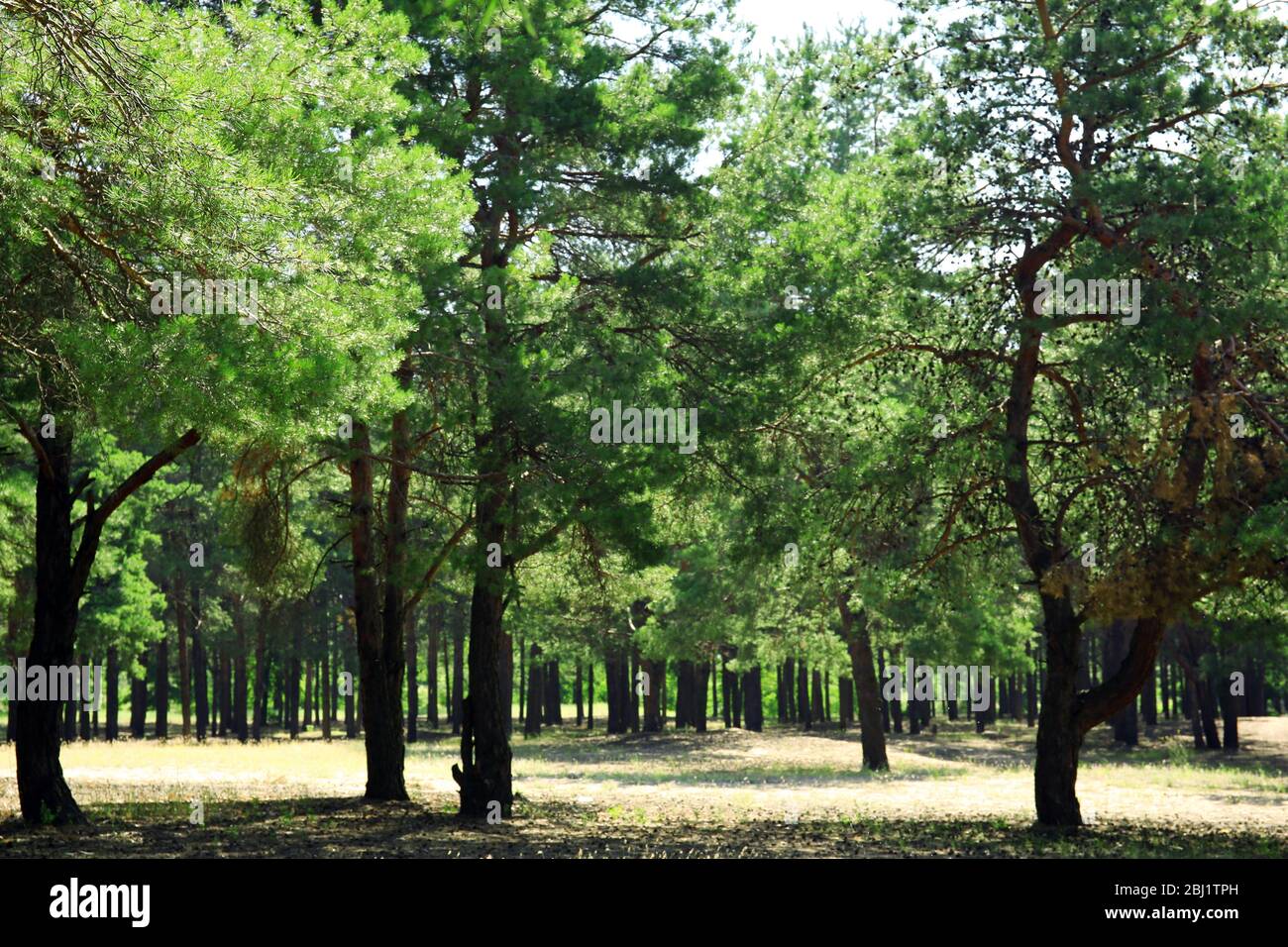 Beautiful summer landscape with green trees Stock Photo - Alamy