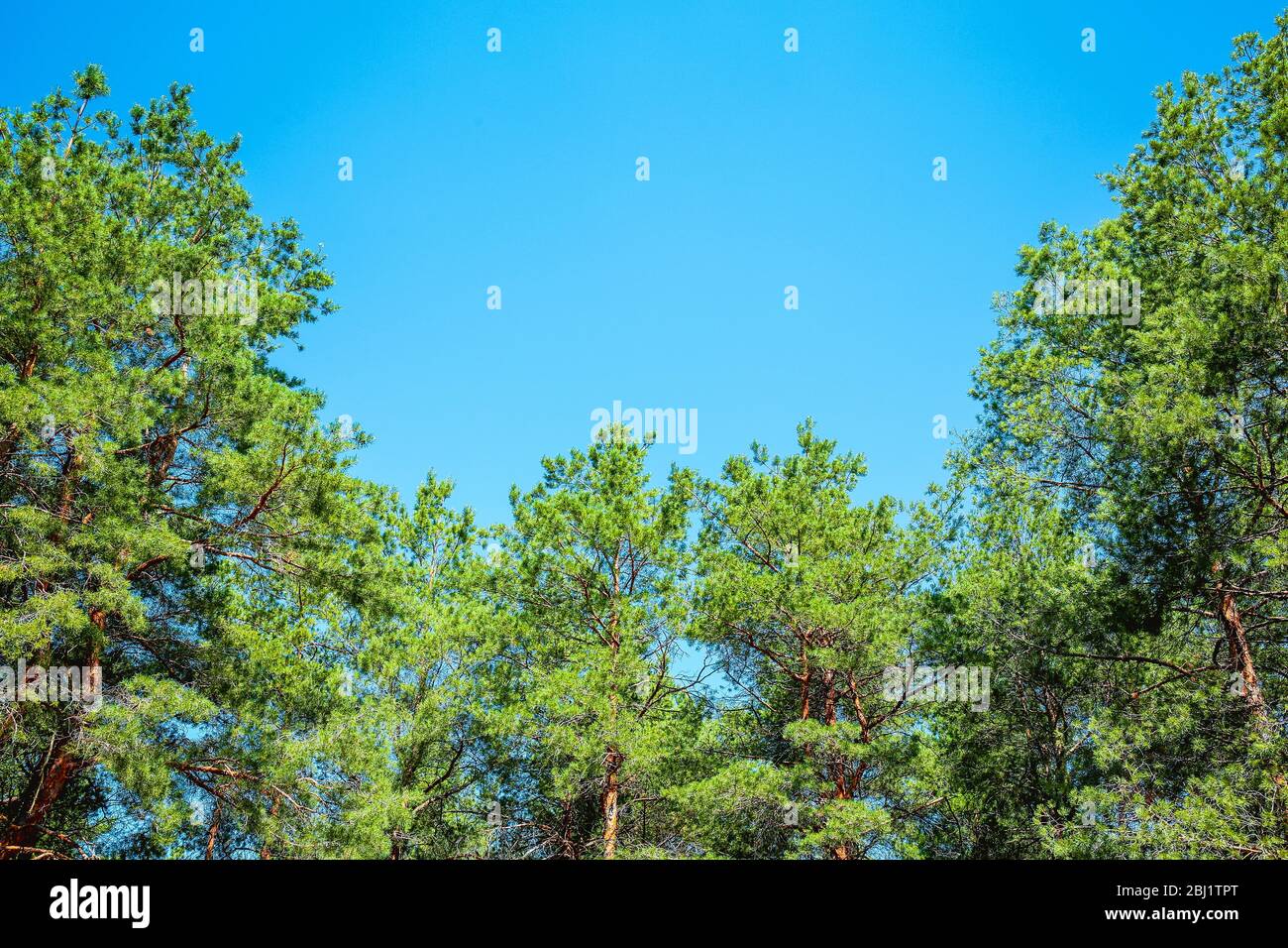 Beautiful green trees outdoors Stock Photo - Alamy