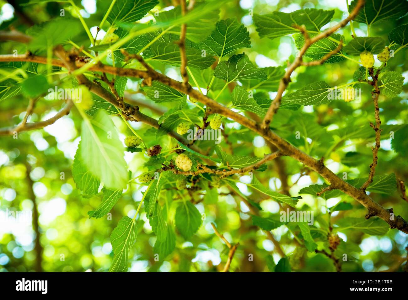 Branch of mulberry tree Stock Photo - Alamy