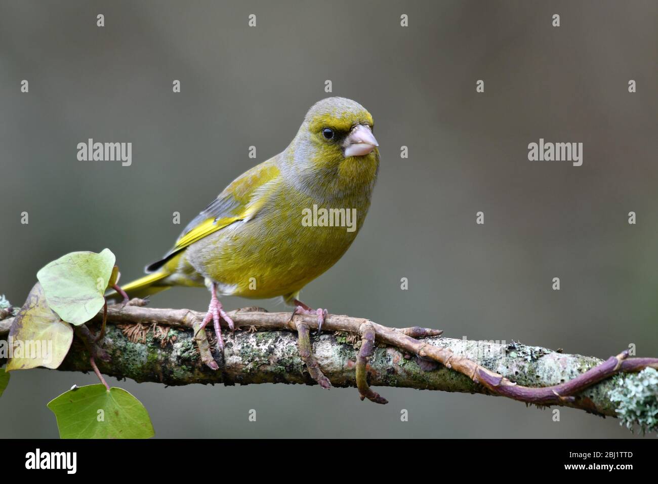 Perching greenfinch hi-res stock photography and images - Alamy