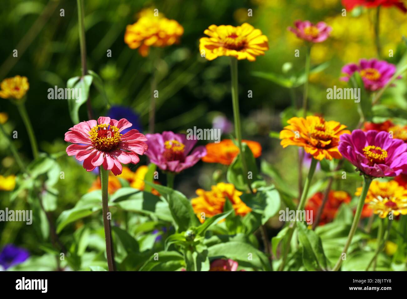 Beautiful flowers bloom in garden Stock Photo - Alamy