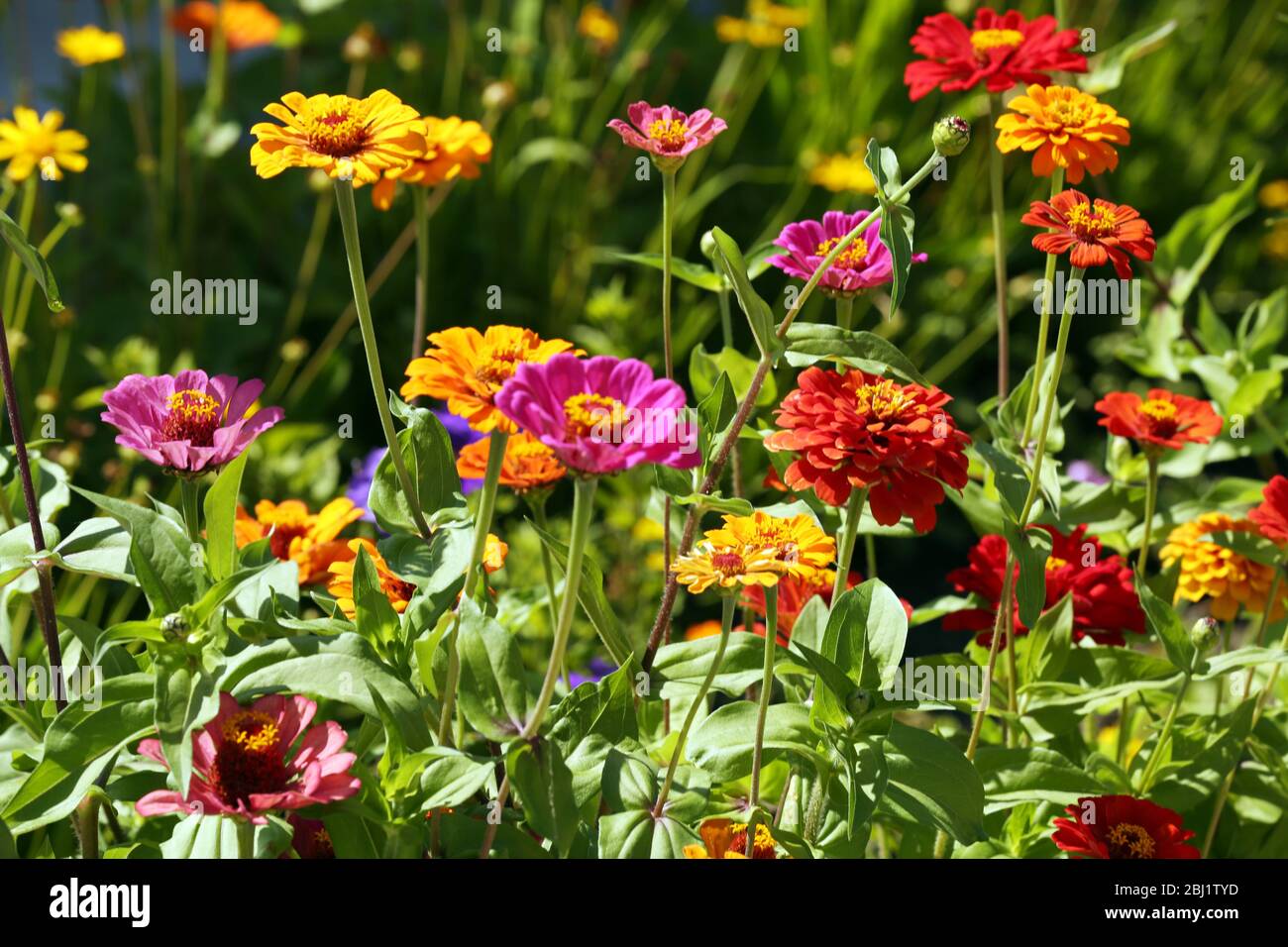 Beautiful flowers bloom in garden Stock Photo - Alamy