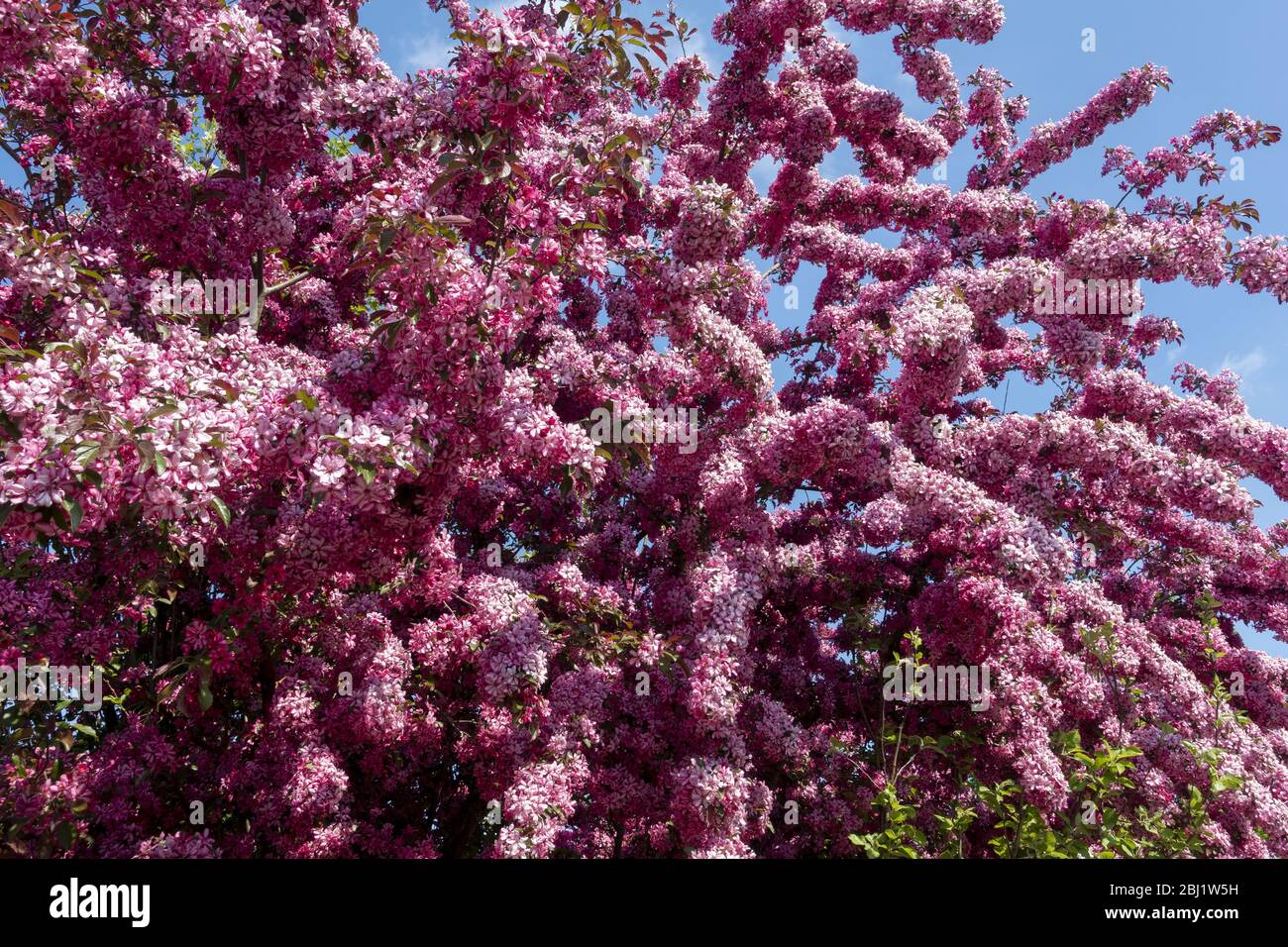 Exploding bud hi-res stock photography and images - Alamy