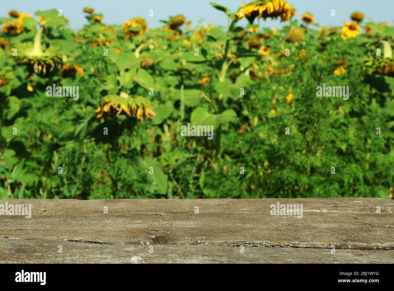 Wooden plank over sunflower field Stock Photo - Alamy