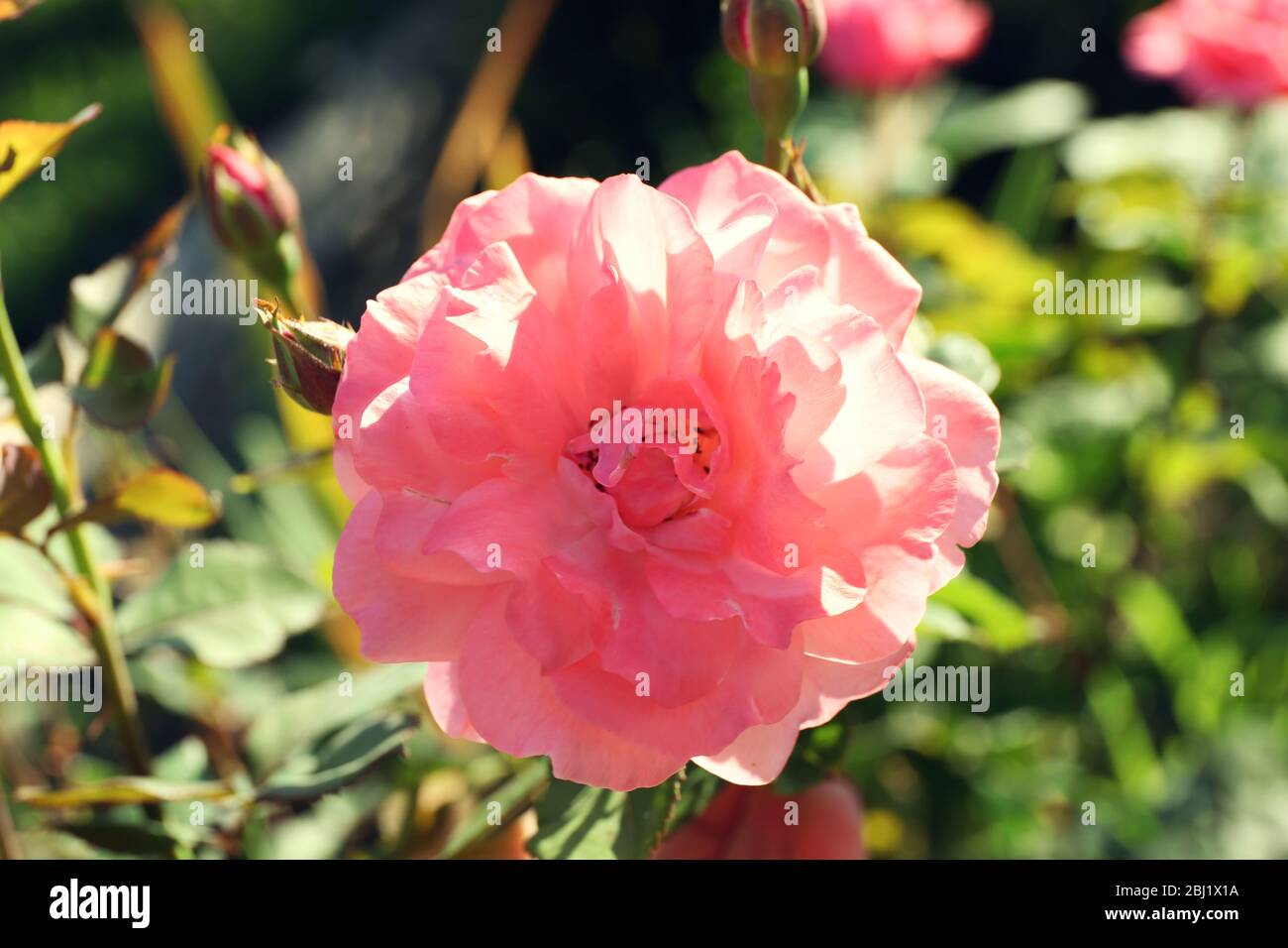 Beautiful flower growing in garden Stock Photo - Alamy