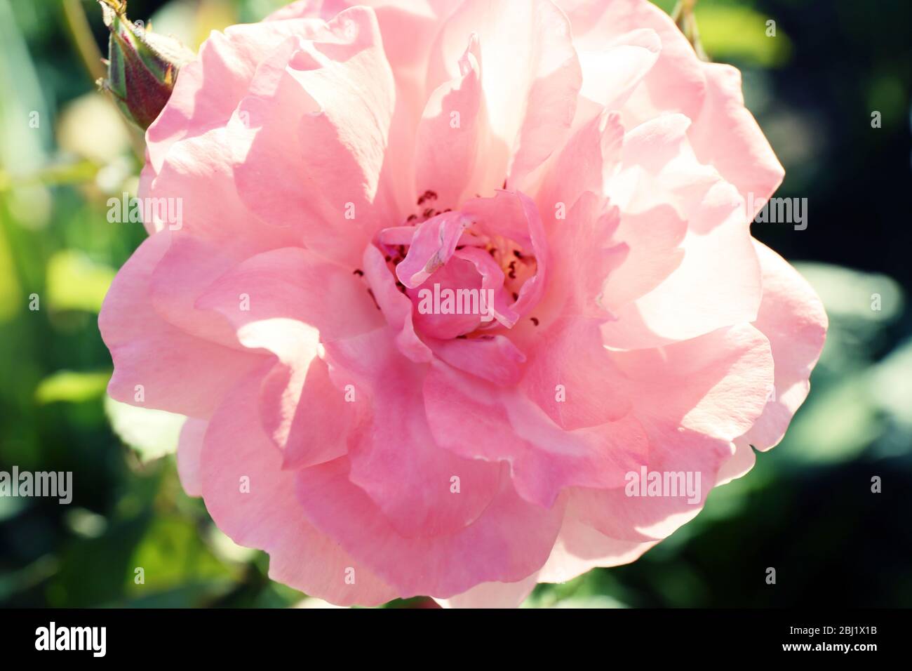 Beautiful flower growing in garden Stock Photo - Alamy