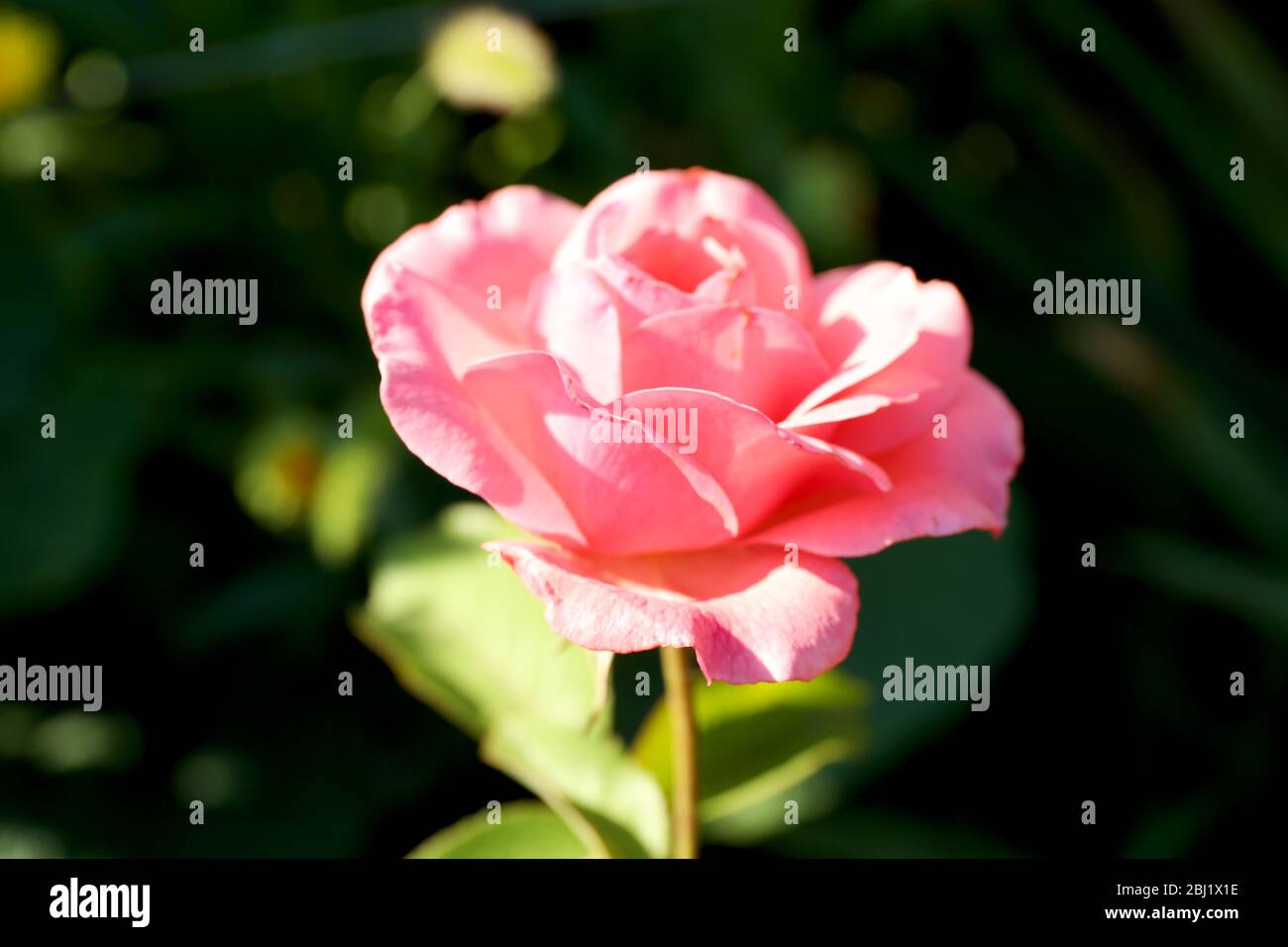 Beautiful flower growing in garden Stock Photo - Alamy