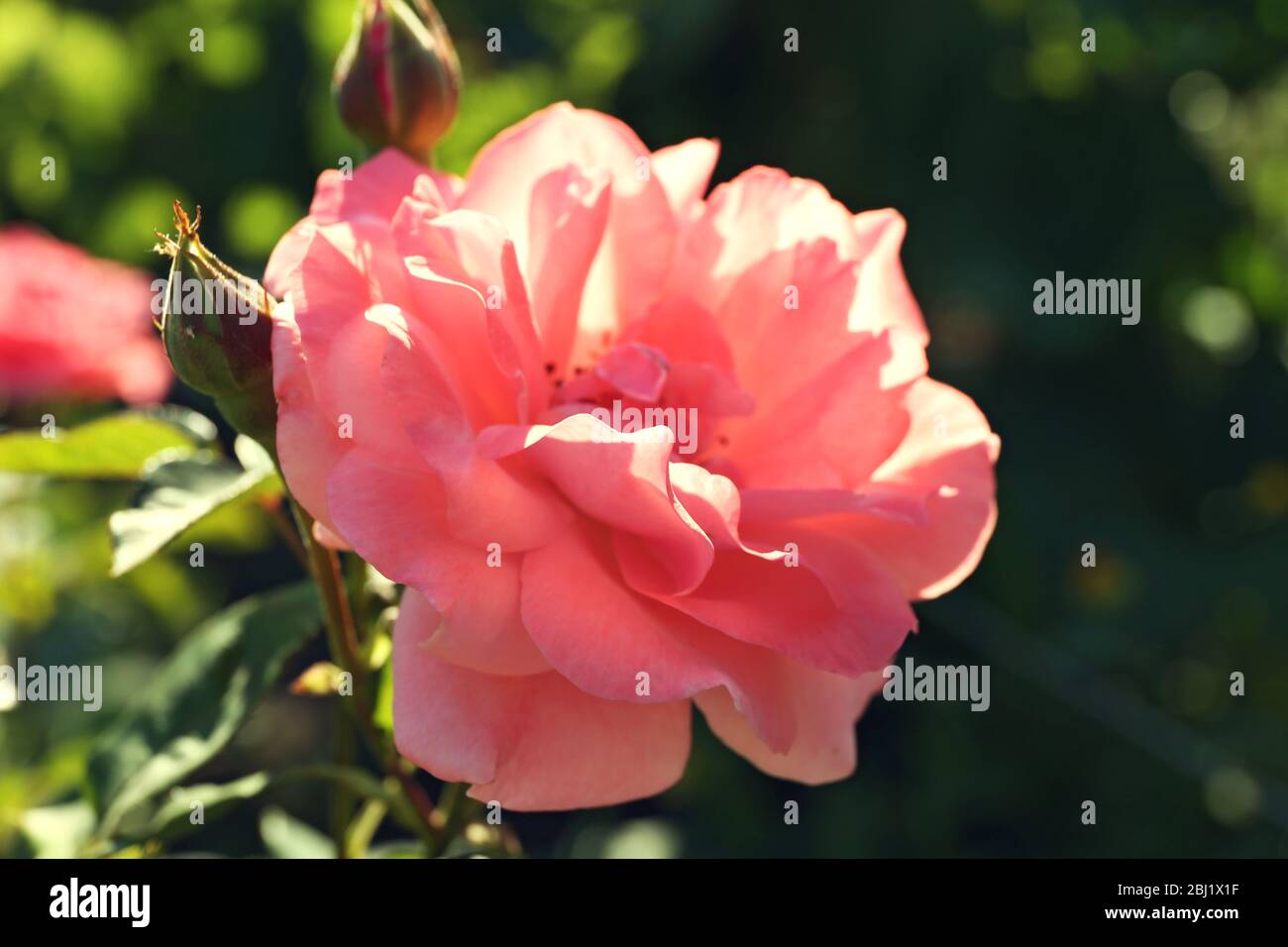 Beautiful flower growing in garden Stock Photo - Alamy