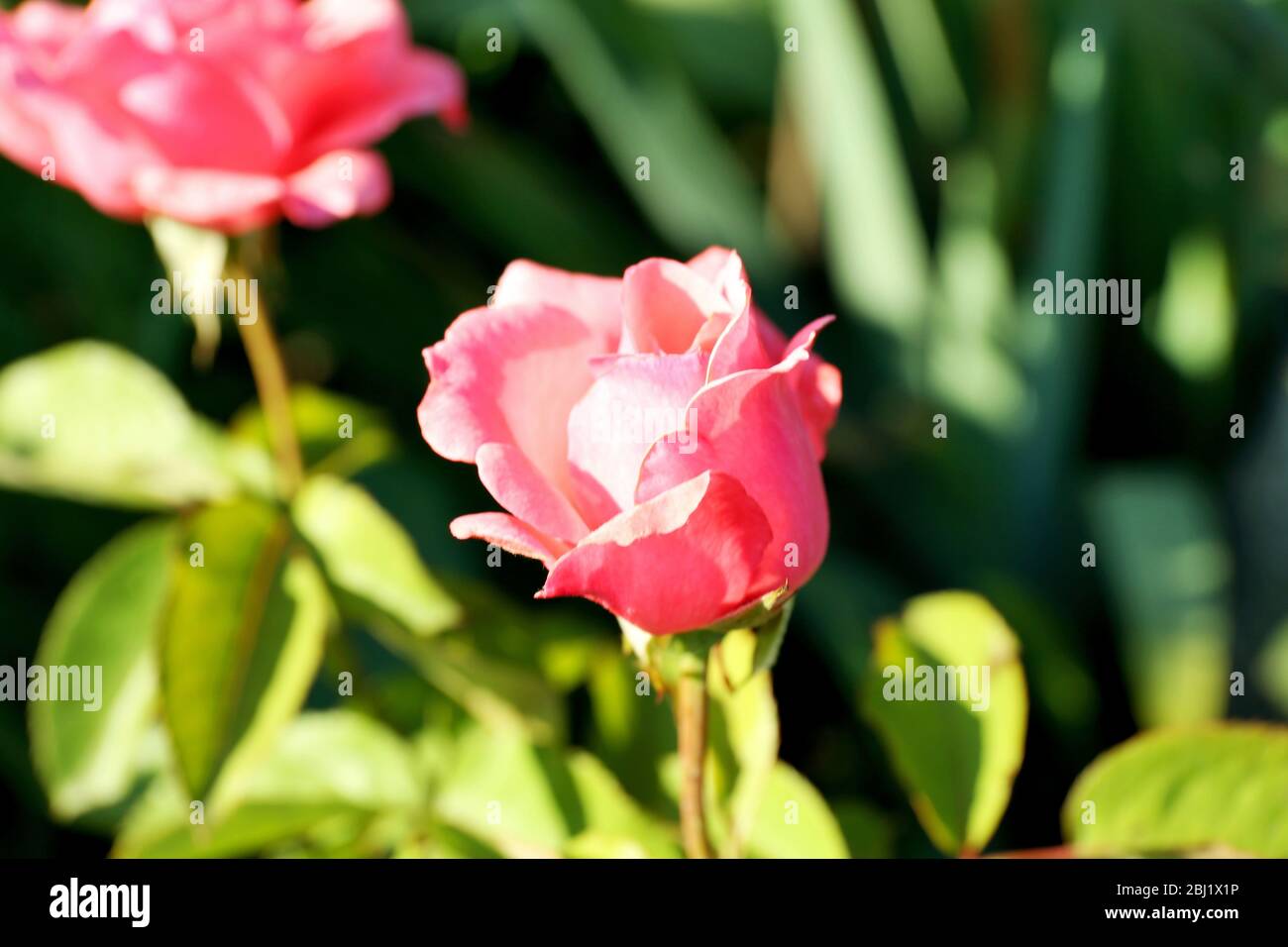 Beautiful flowers growing in garden Stock Photo - Alamy