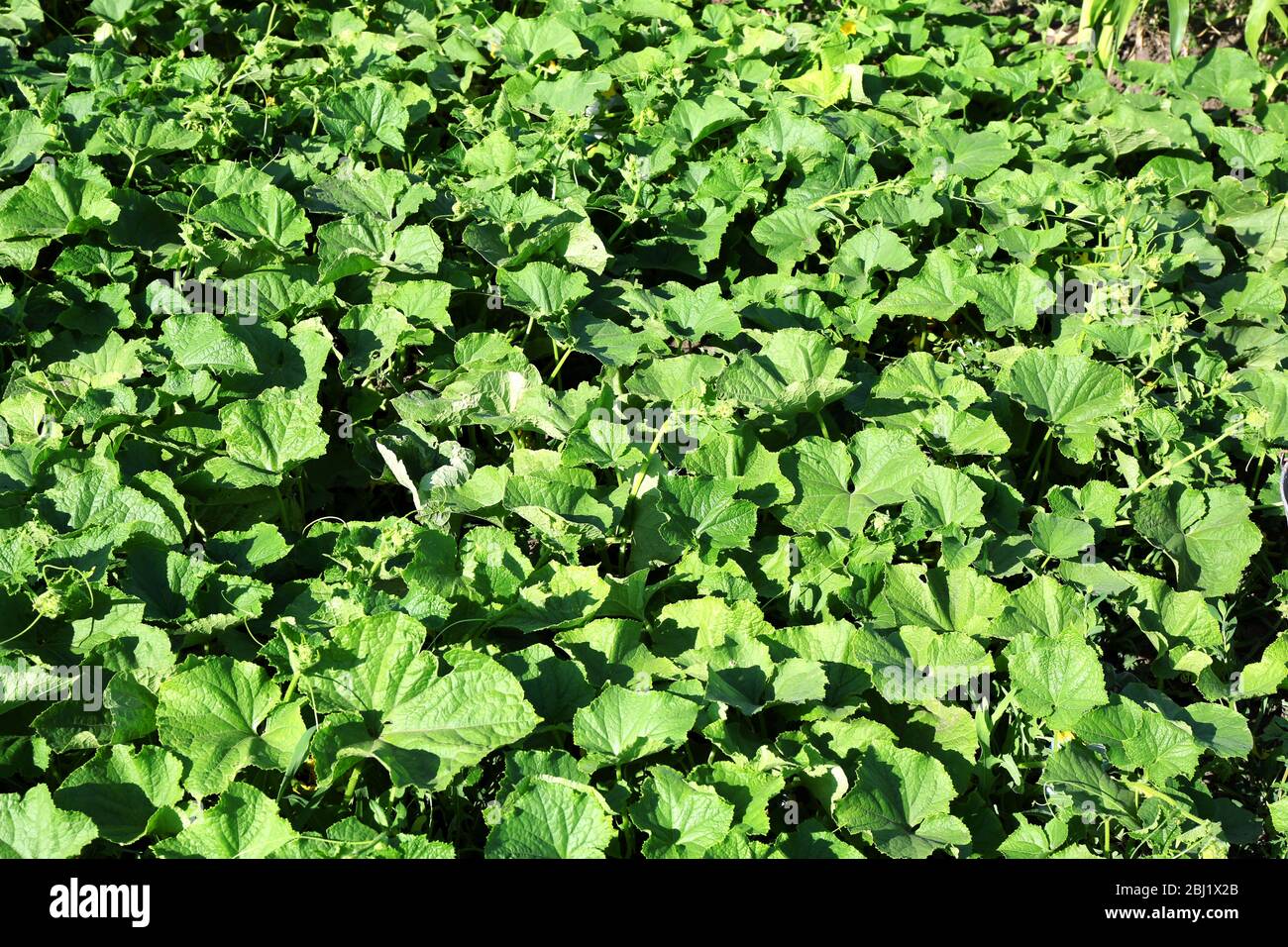 Plantation of squashes growing in garden Stock Photo - Alamy