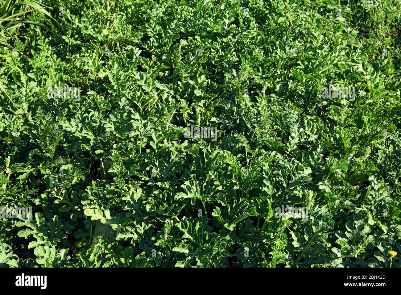 Plantation of squash growing in garden Stock Photo - Alamy
