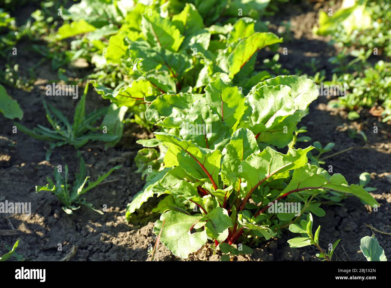 Plantation of beets growing in garden Stock Photo - Alamy