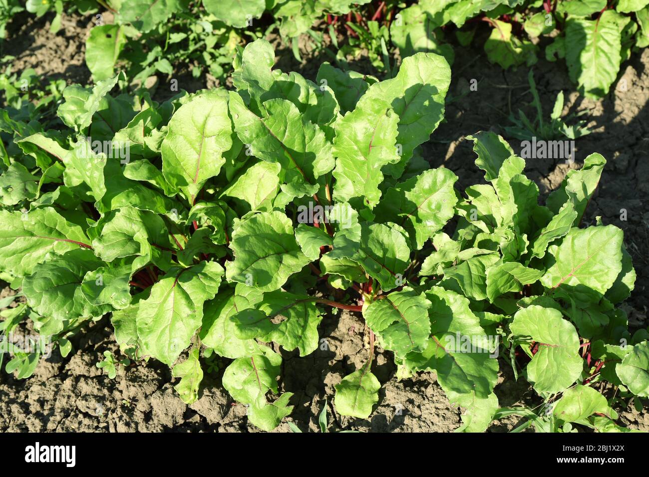 Plantation of beets growing in garden Stock Photo - Alamy