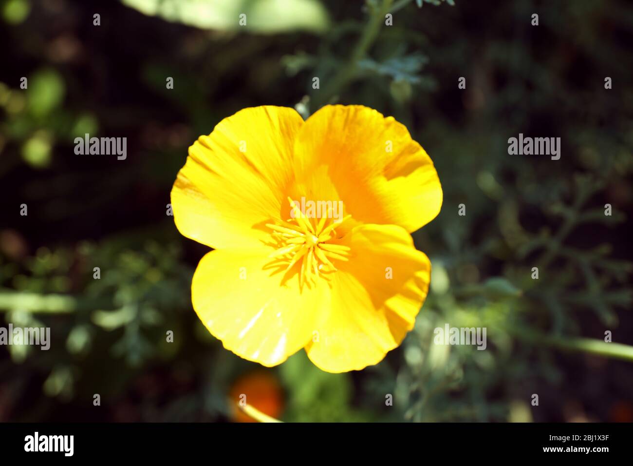 Beautiful flower growing in garden Stock Photo - Alamy