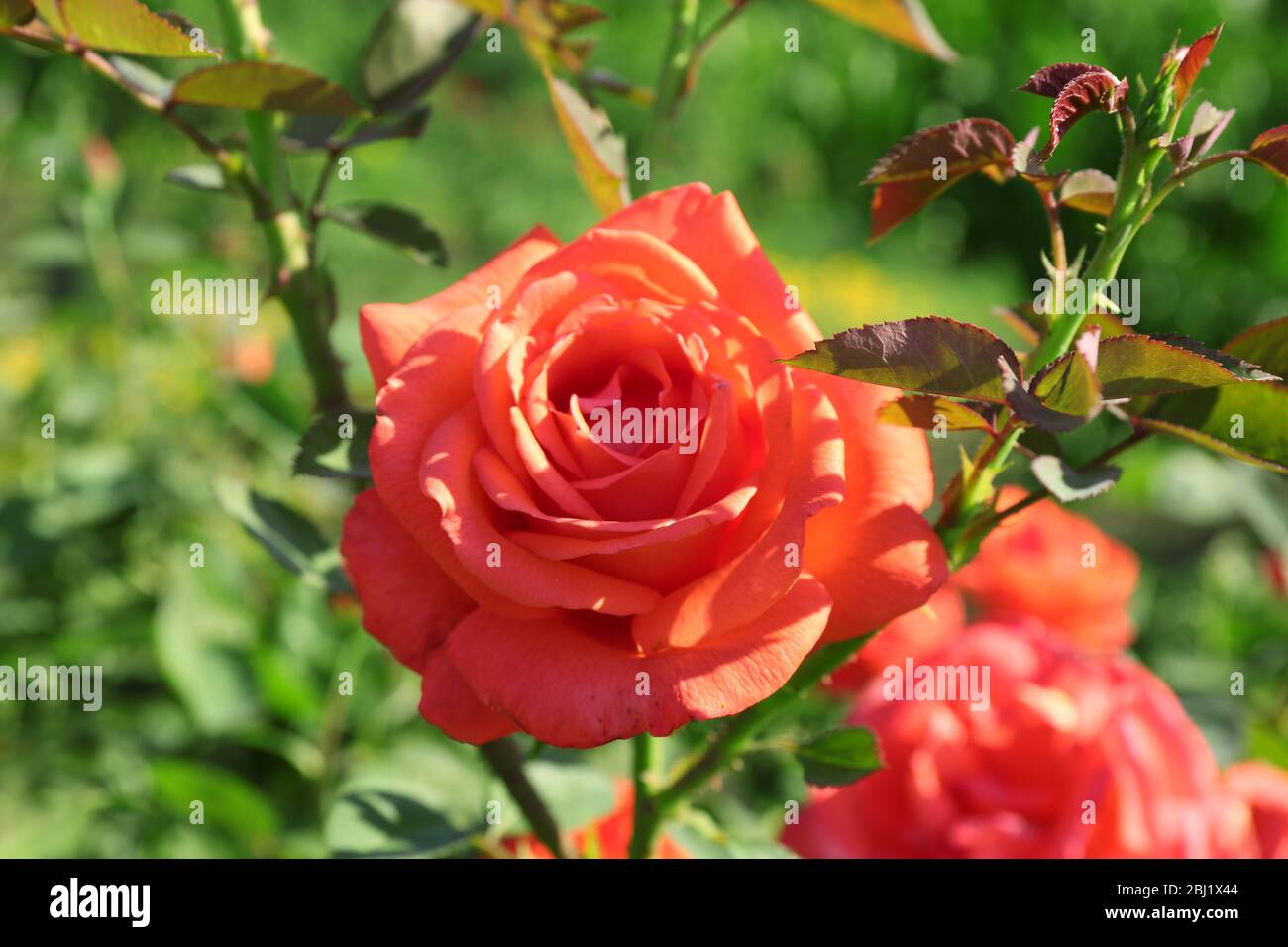 Beautiful flowers growing in garden Stock Photo - Alamy