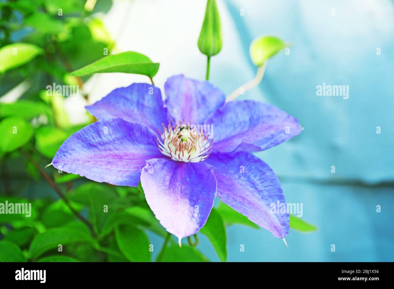 Beautiful flower growing in garden Stock Photo - Alamy