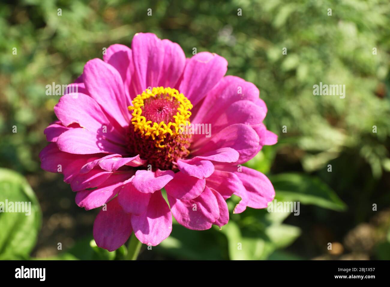 Beautiful flower growing in garden Stock Photo - Alamy