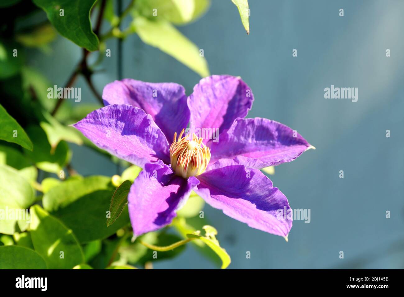 Beautiful flower growing in garden Stock Photo - Alamy