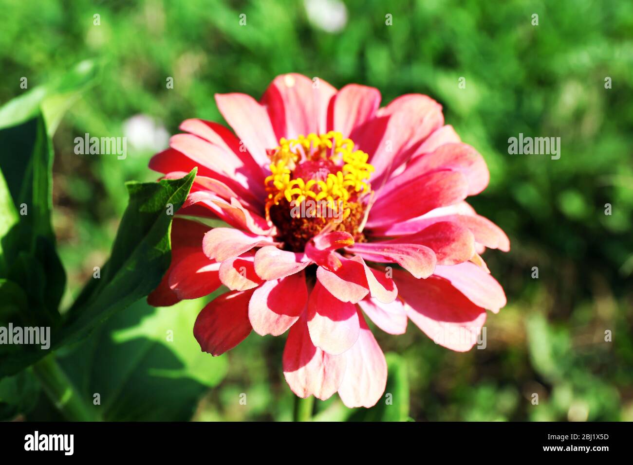 Beautiful flower growing in garden Stock Photo - Alamy