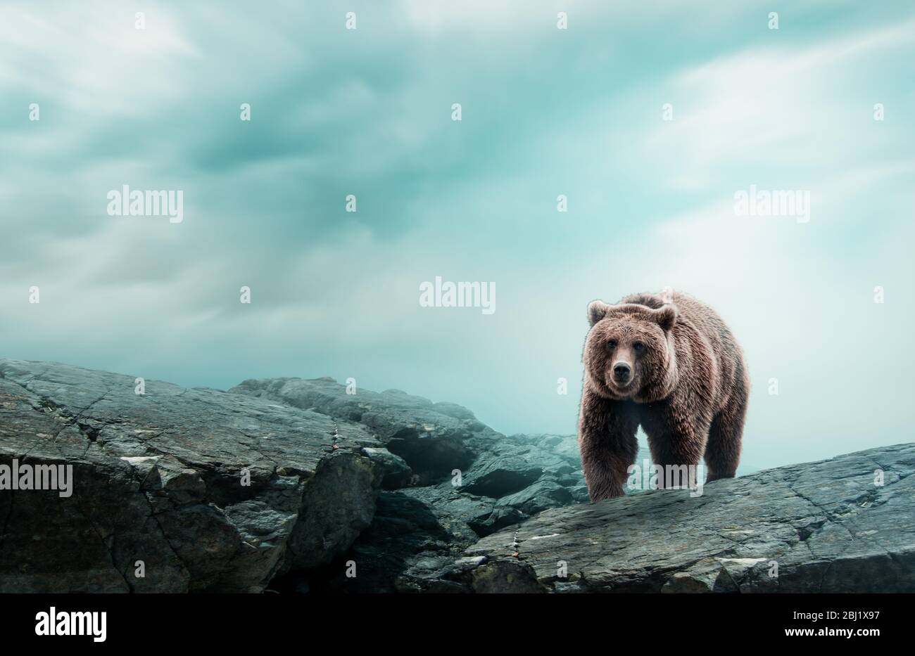 Grizzly bear on top of the rocks Stock Photo - Alamy