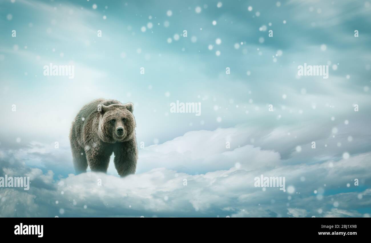 Bear walking in the snow Stock Photo - Alamy