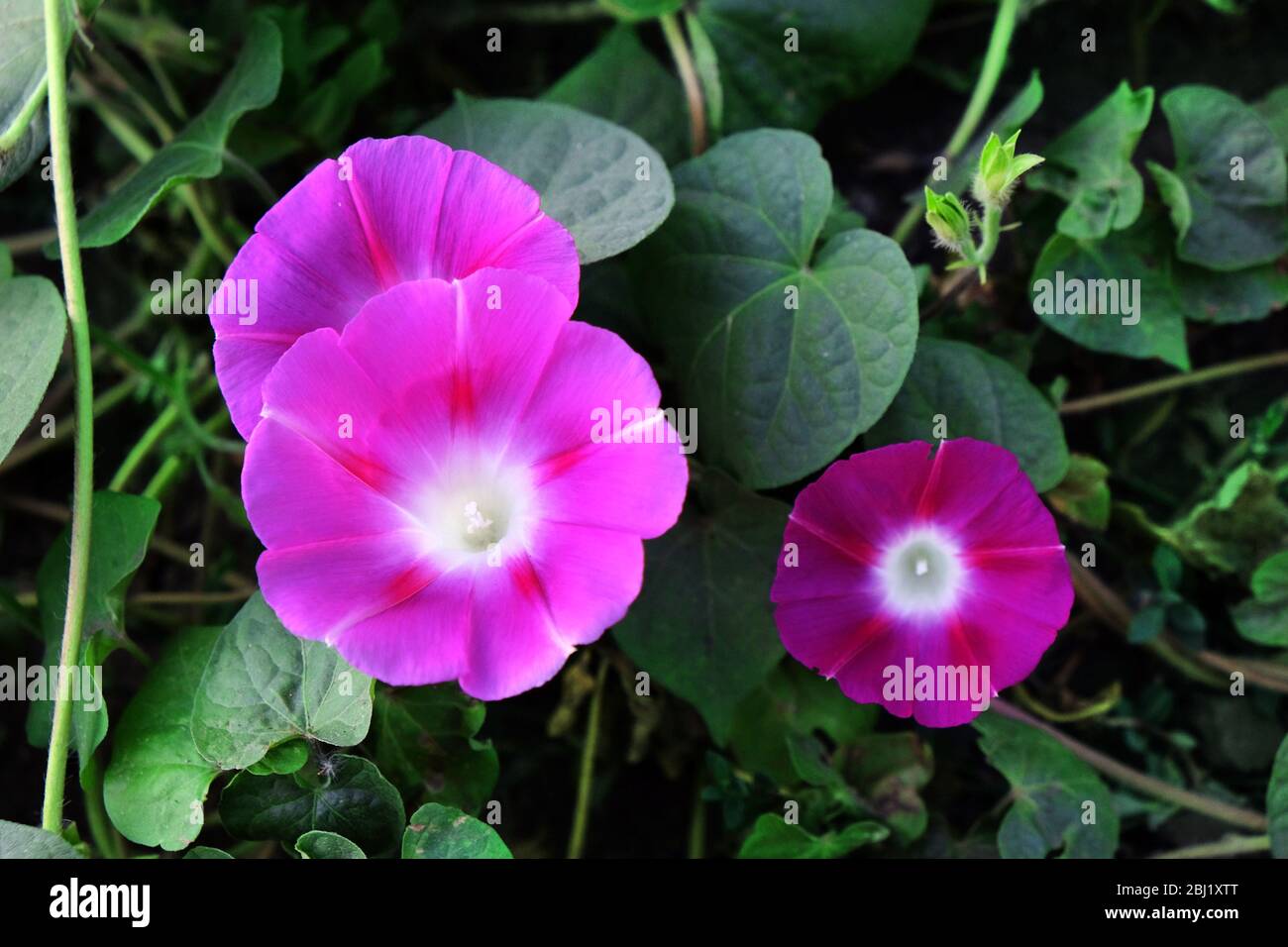 Morning glory flowers in garden Stock Photo - Alamy