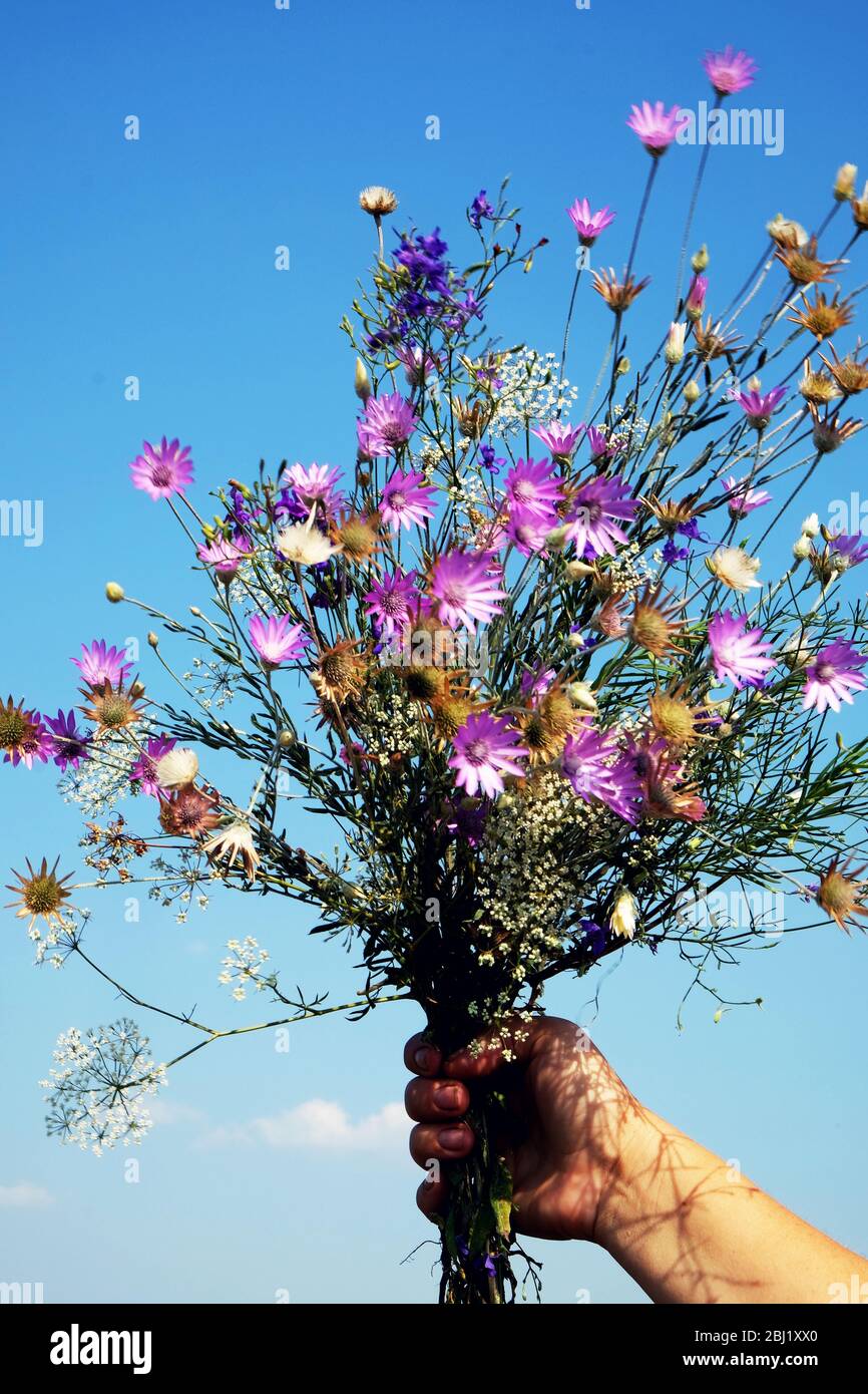 hand holding beautiful bouquet of bright wildflowers on blue background ...