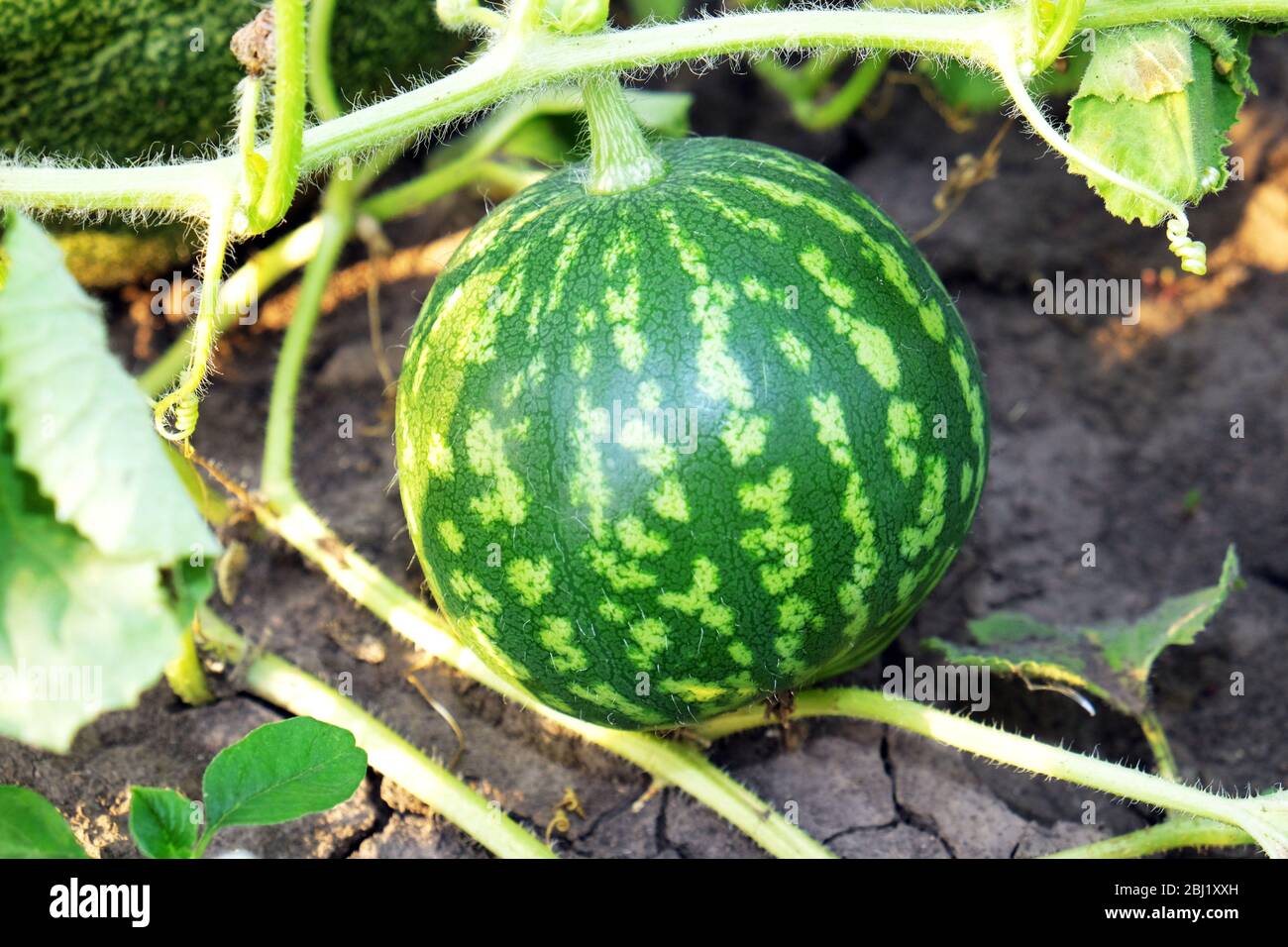 Watermelon growth stage hi-res stock photography and images - Alamy