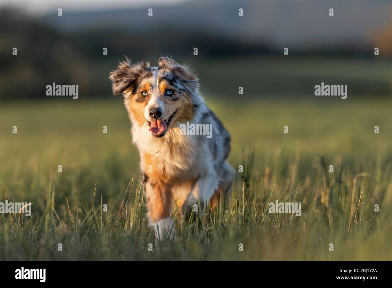 Australian Shepherd jumping through sunset gras Stock Photo - Alamy