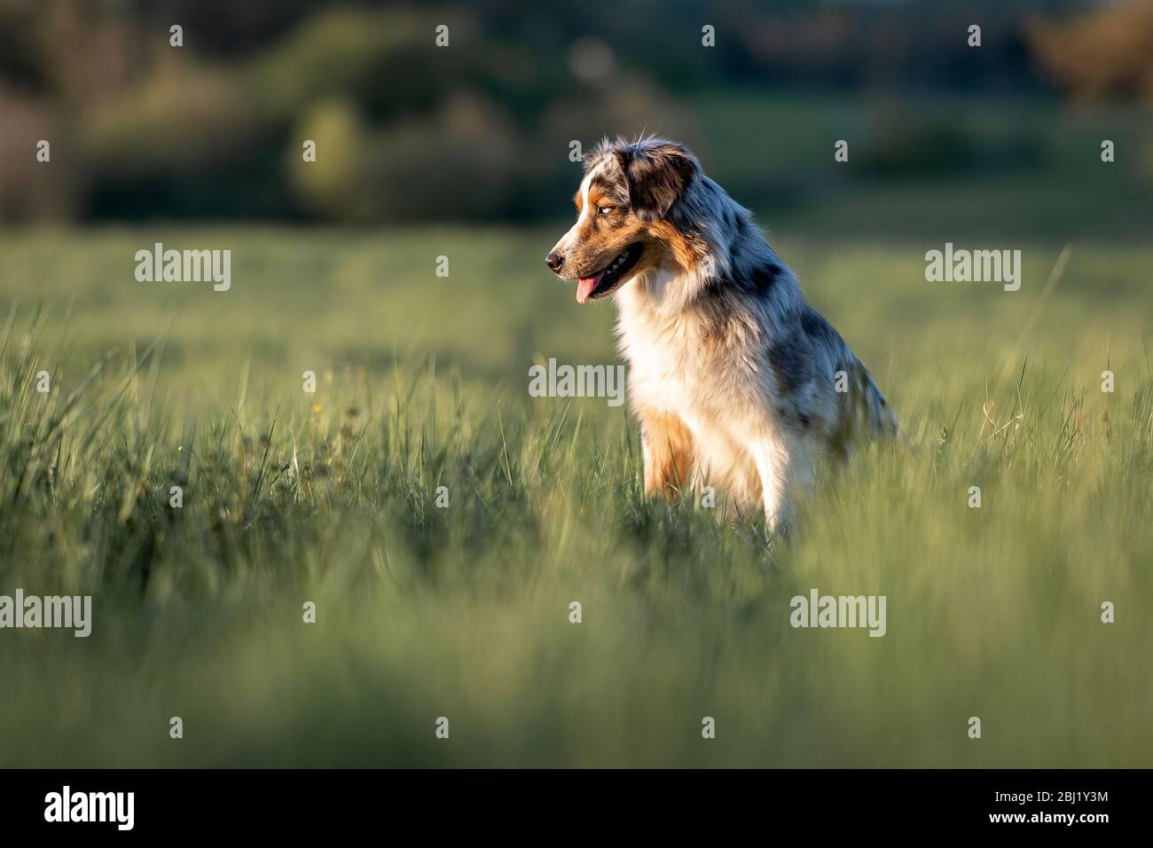 Australian shepherd standing hi-res stock photography and images - Alamy