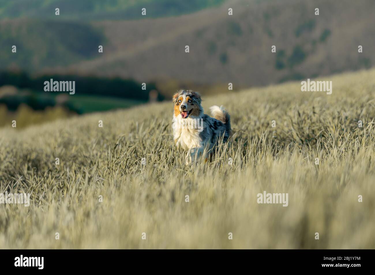Dog jumping through grass hi-res stock photography and images - Alamy