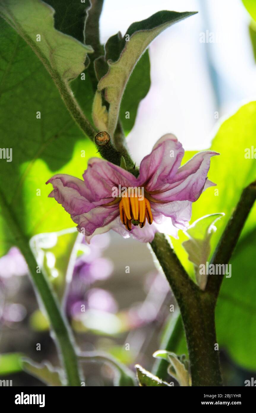 Vegetable garden eggplant flower hi-res stock photography and images ...