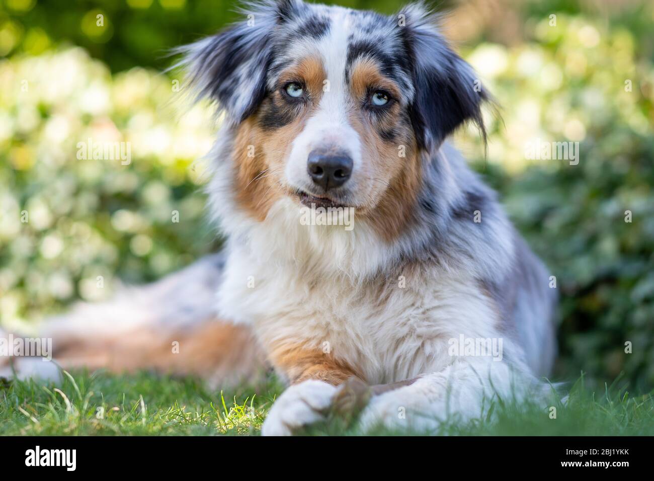 Are Fatty Lumps Common For Australian Shepherds