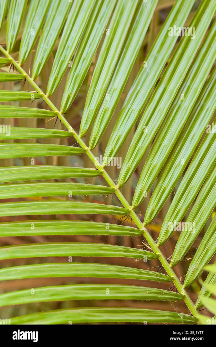 Closeup abstract detail of palm tree frond creating background texture ...