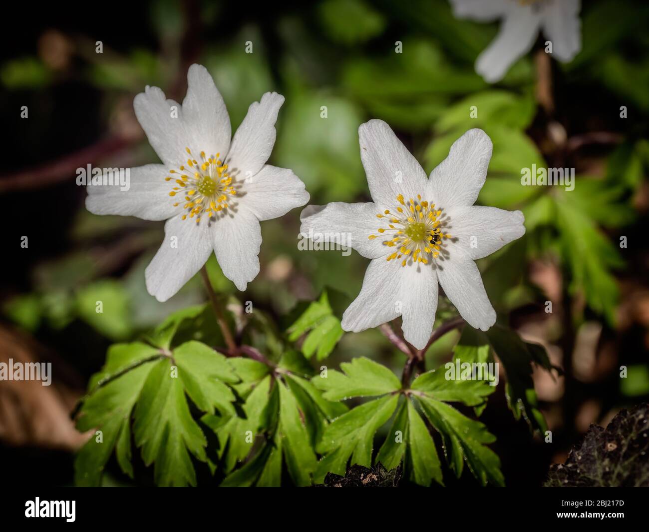 Forest bed with plenty of new anemones, Als in Denmark Stock Photo - Alamy