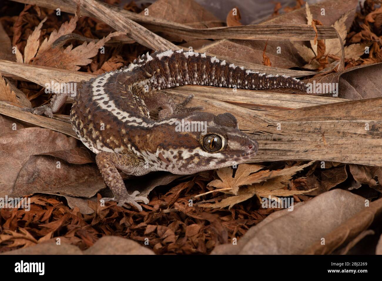 Ocelot Gecko (Paroedura pictus Stock Photo - Alamy