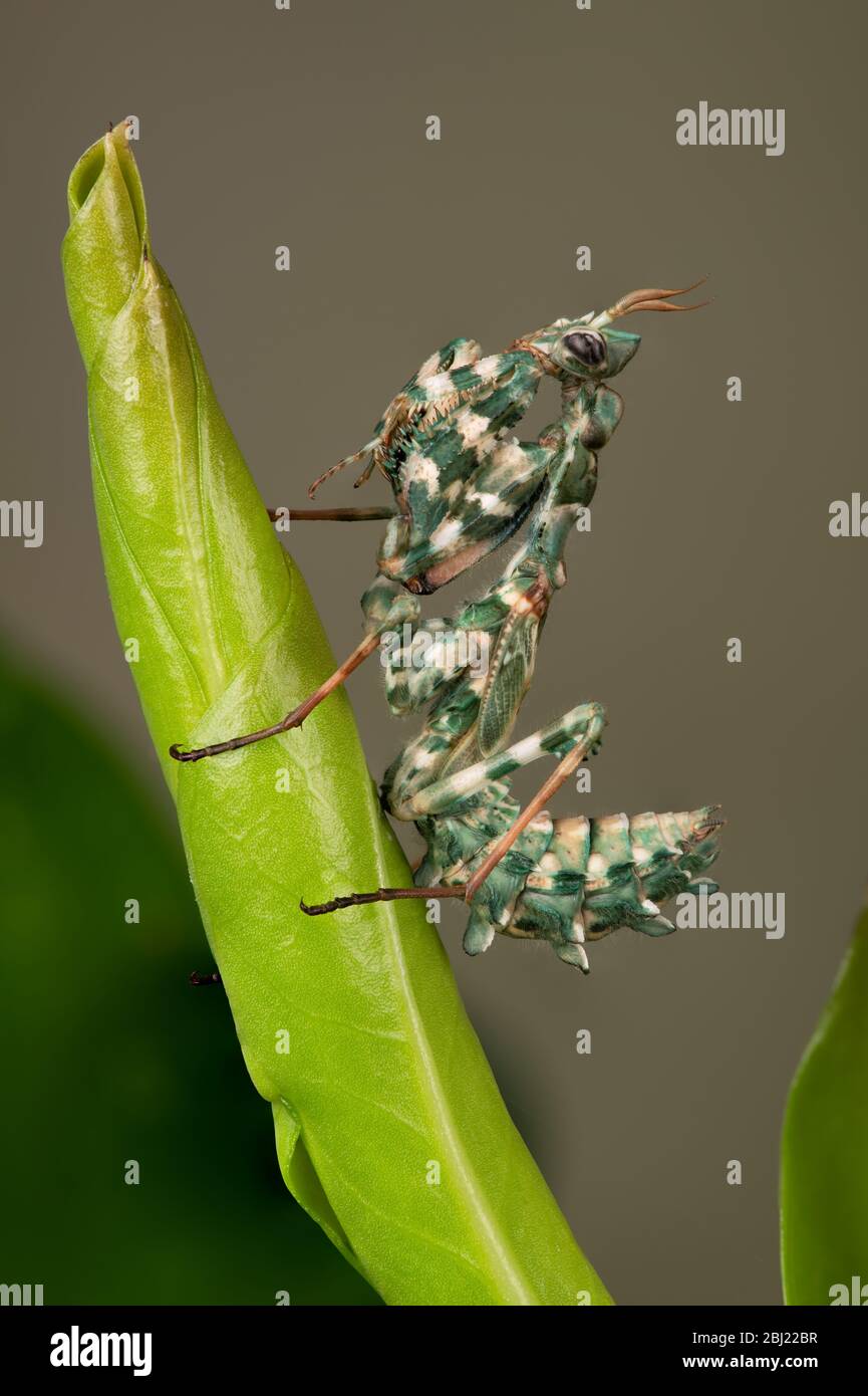 Blepharopsis mendica hi-res stock photography and images - Alamy