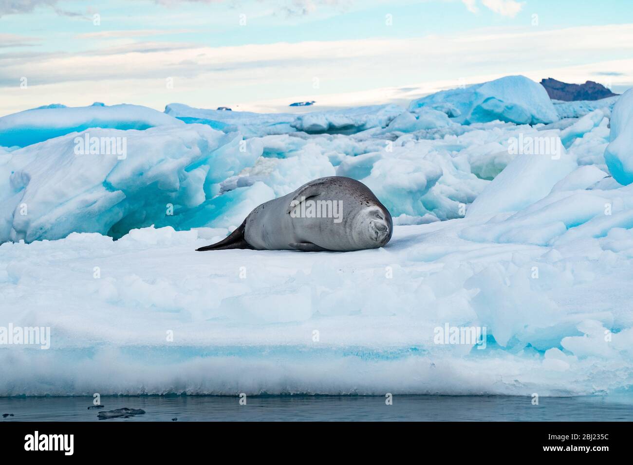 Antarctica animals animal iceberg hi-res stock photography and images ...