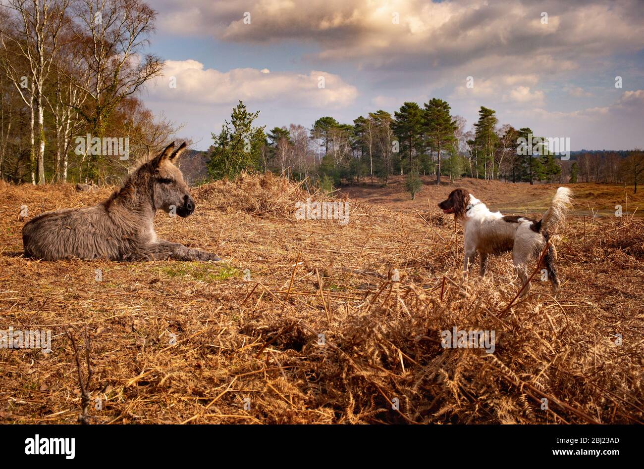 New forest donkey hi-res stock photography and images - Alamy